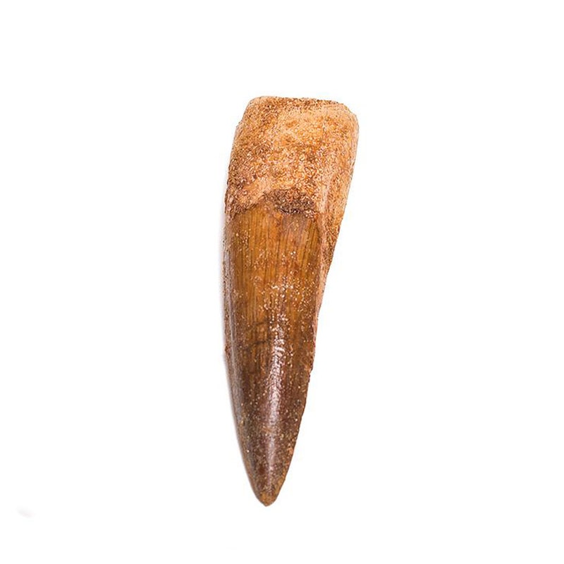 Spinosaurus Teeth - Etsy UK