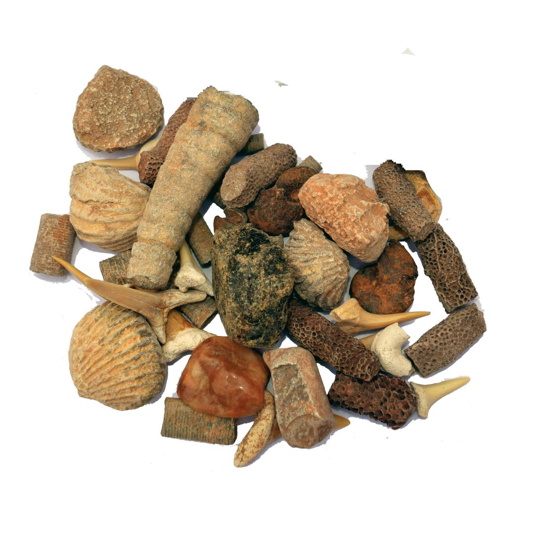 Bulk Real Fossil Mix With Dinosaur Fossils 400g 1/2 Lb - Etsy