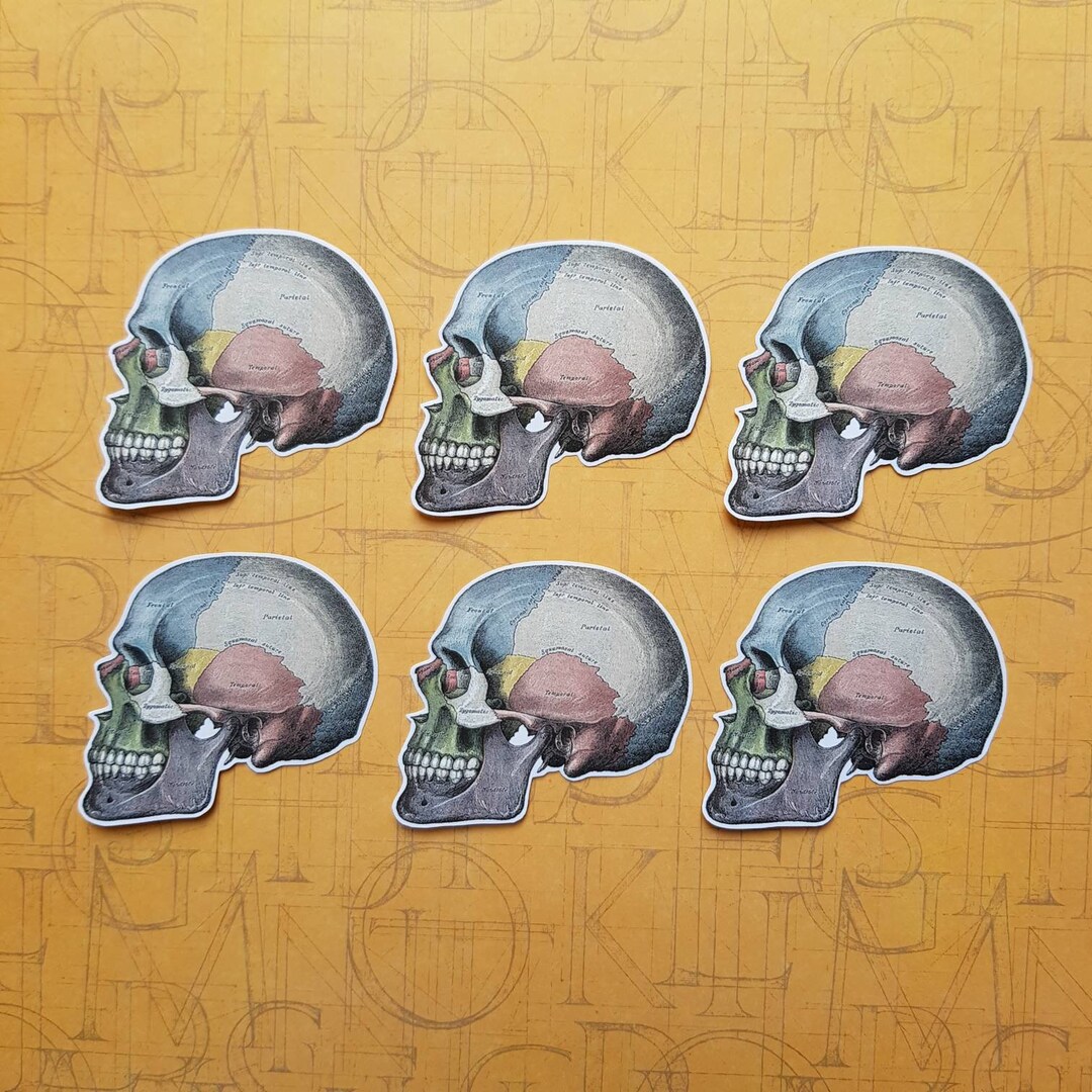 6 X Skull Stickers. Anatomy. Vintage Style. Retro. Snail Mail Scrapbook ...