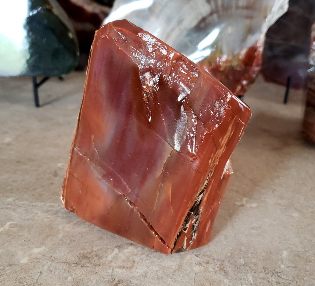 970g Petrified Wood - Etsy