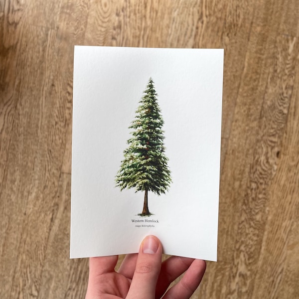 Hemlock Tree - Etsy