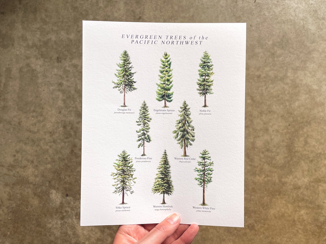 Pacific Northwest Evergreen Trees Watercolor Painting Art Print ...