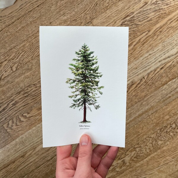 Sitka Spruce - Etsy