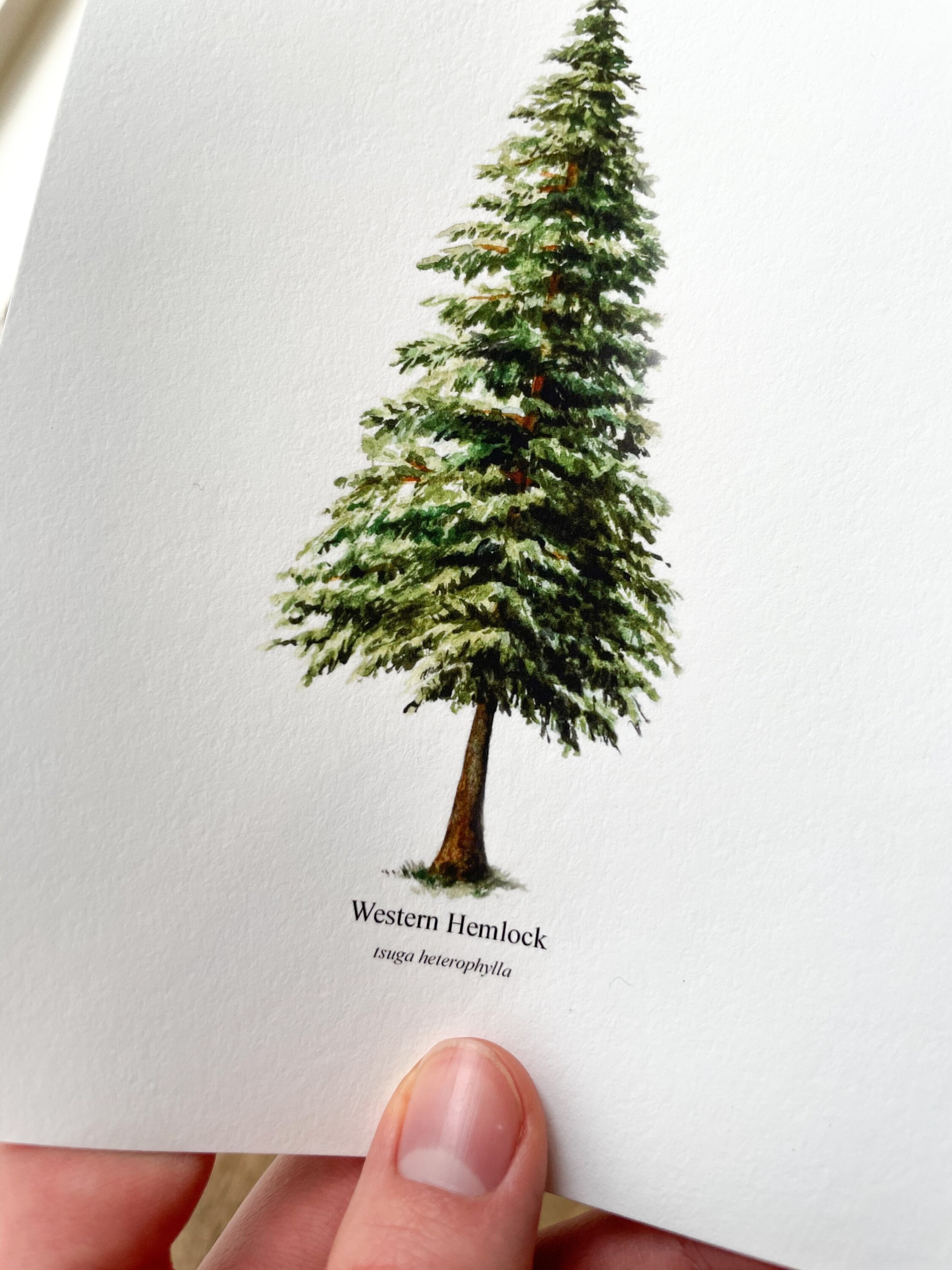 5x7 Western Hemlock Evergreen Tree Botanical Art Print | Etsy