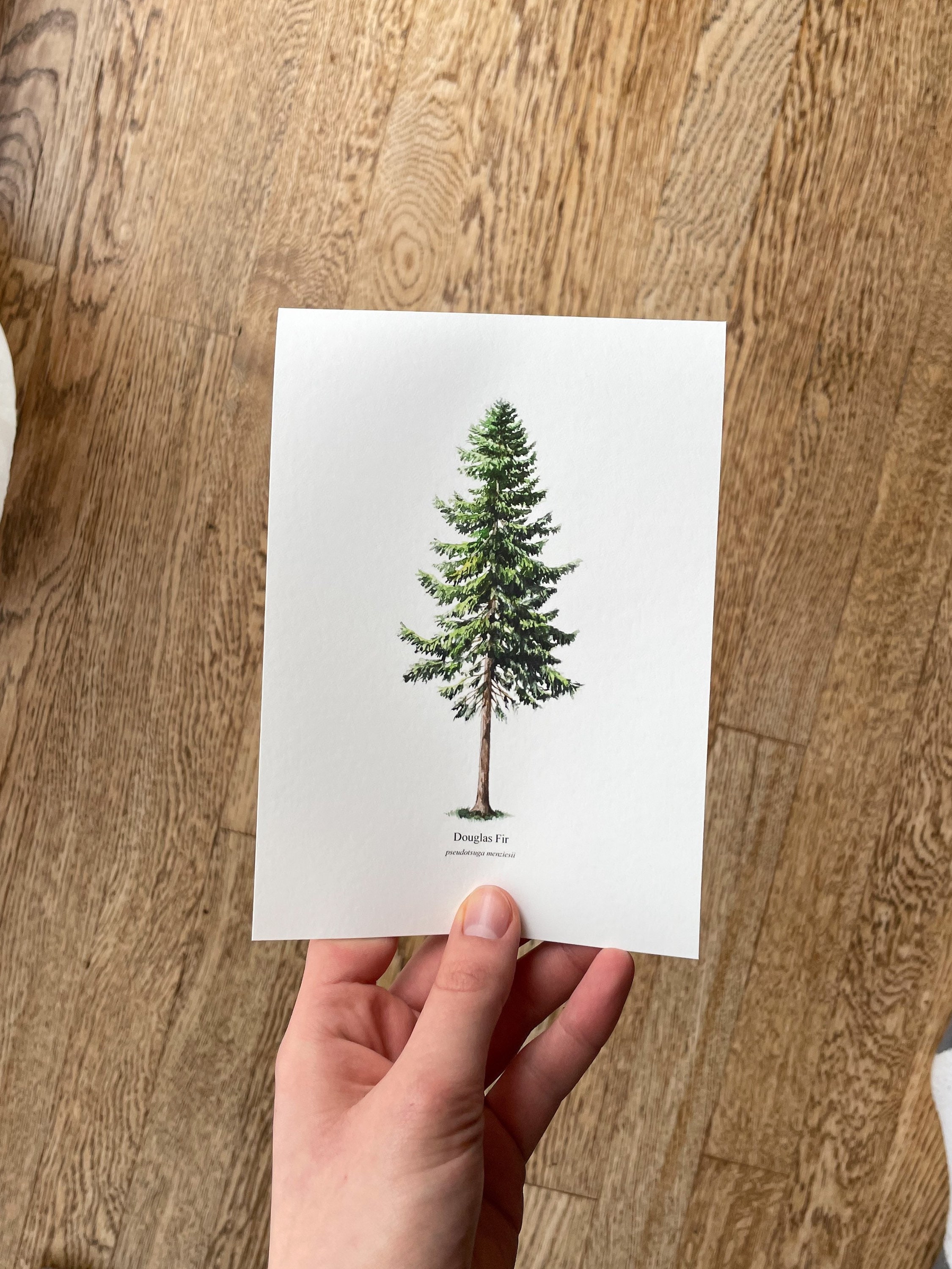 Douglas Fir Tree Drawing