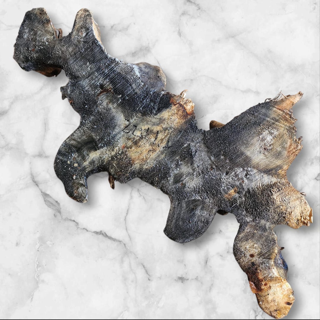 California Buckeye Burl Cap/turning Stock/pen Blanks/floating Shelf ...