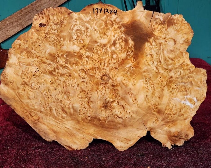 Beautiful Big Leaf Maple Burl Cap/turning Cap/wall Art/sculpture E622 ...