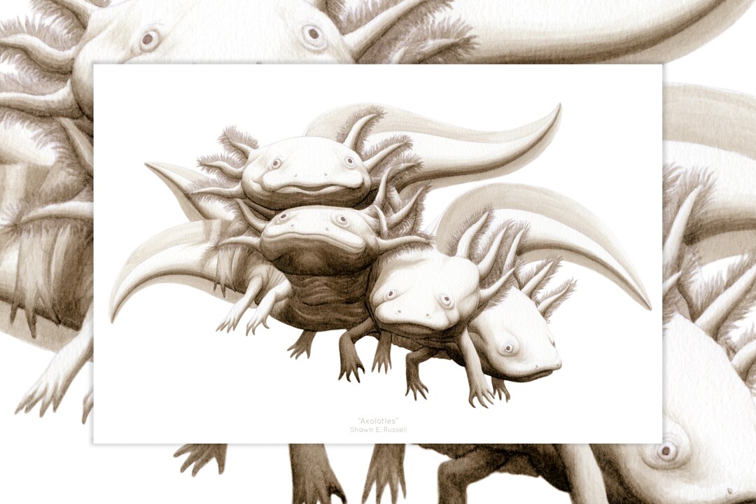 Axolotls - Fine Art Print - Etsy