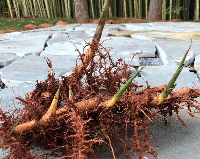 Live Bamboo Culm With Root or Rhizome Starter Plant – Create Privacy ...