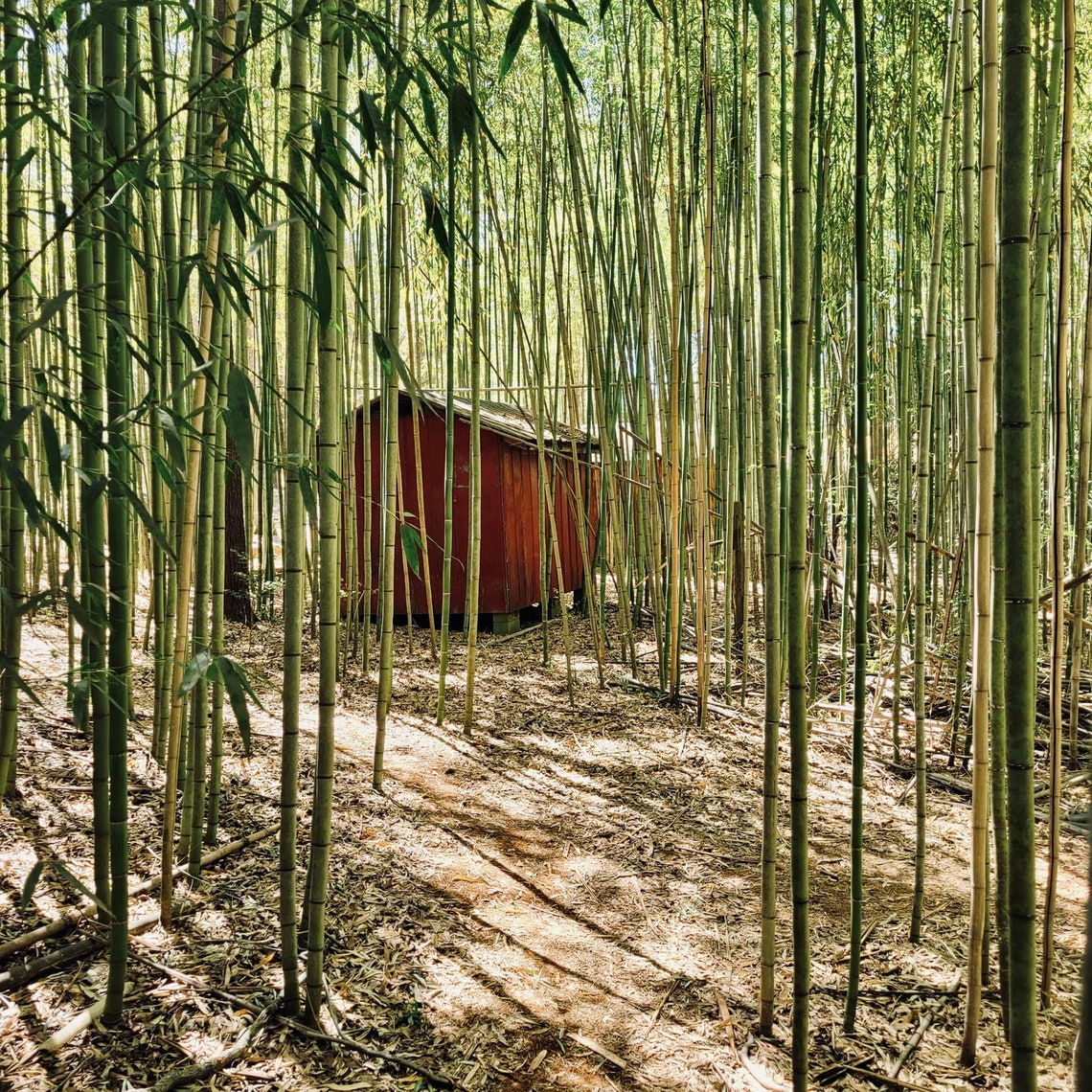Moso the Giant Bamboo Root System/rhizome. Get Your Natural | Etsy