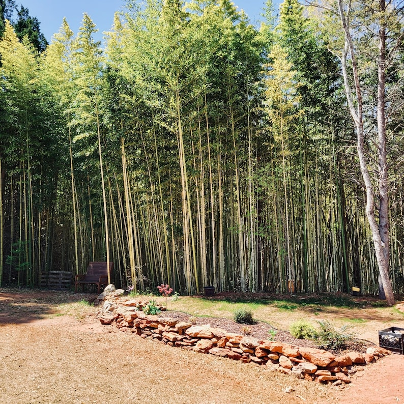 Moso the Giant Bamboo Root System/rhizome. Get Your Natural - Etsy