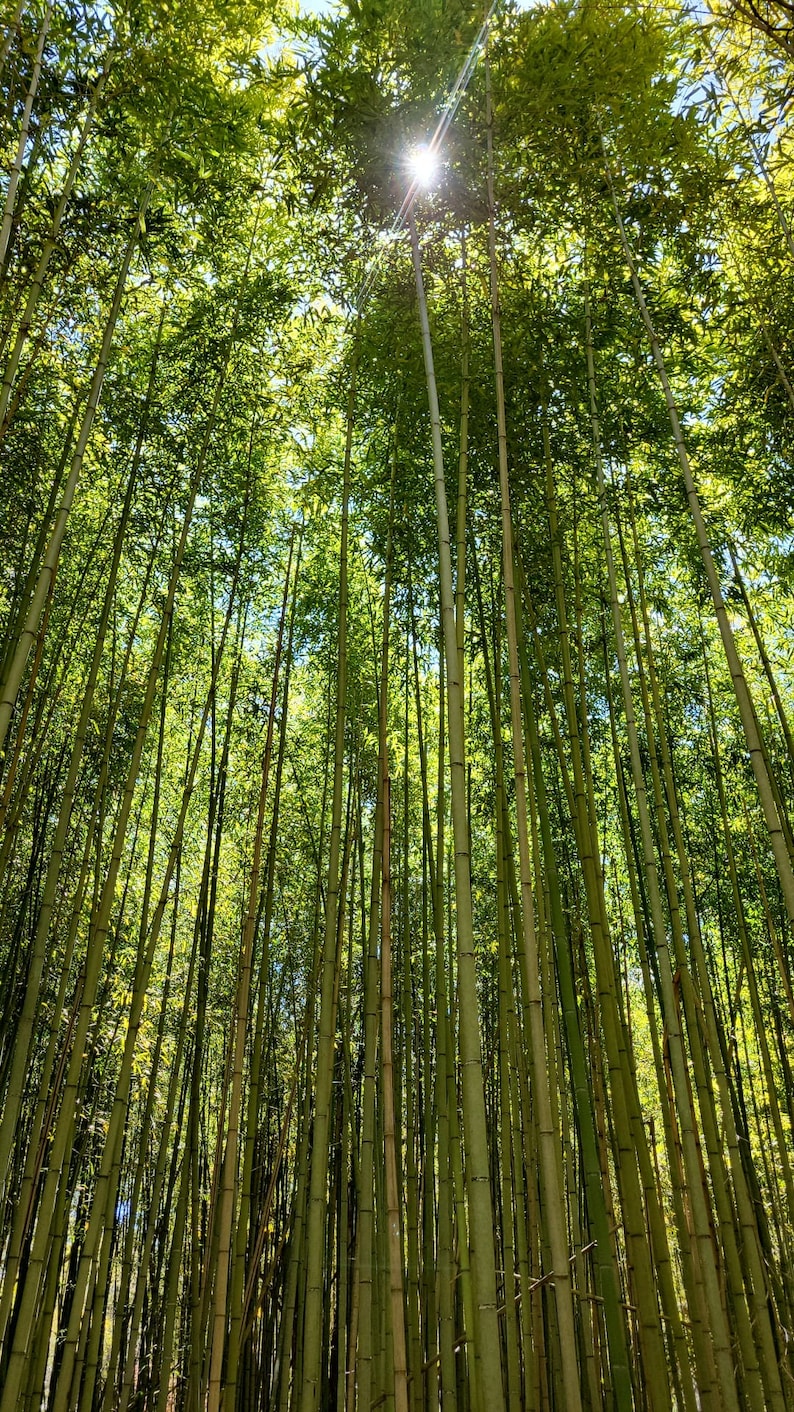 Moso the Giant Bamboo Root System/rhizome. Get Your Natural - Etsy