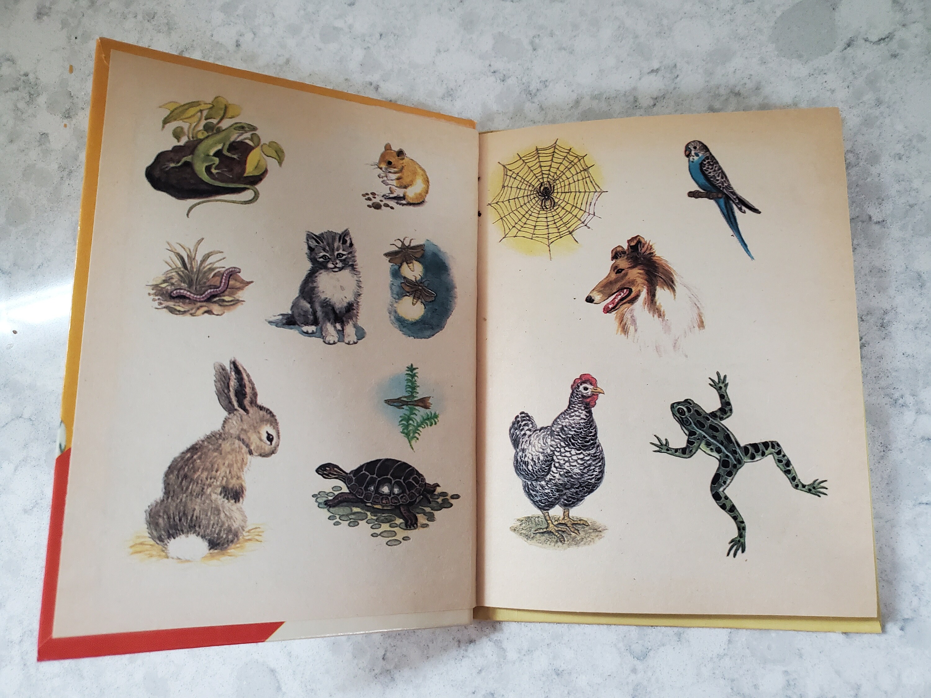 Vintage 1960s Pet Parade Counting Book, Rand Mcnally - Etsy