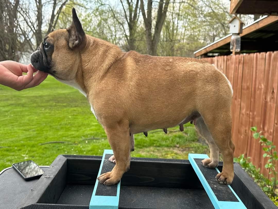 Handmade Dog Stacking Box: Adjustable Posture Training Aid - Etsy