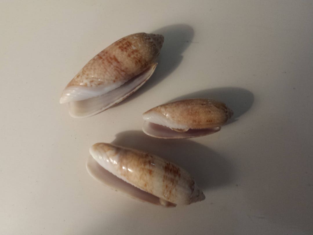 Lettered Olive Natural Seashells - Etsy