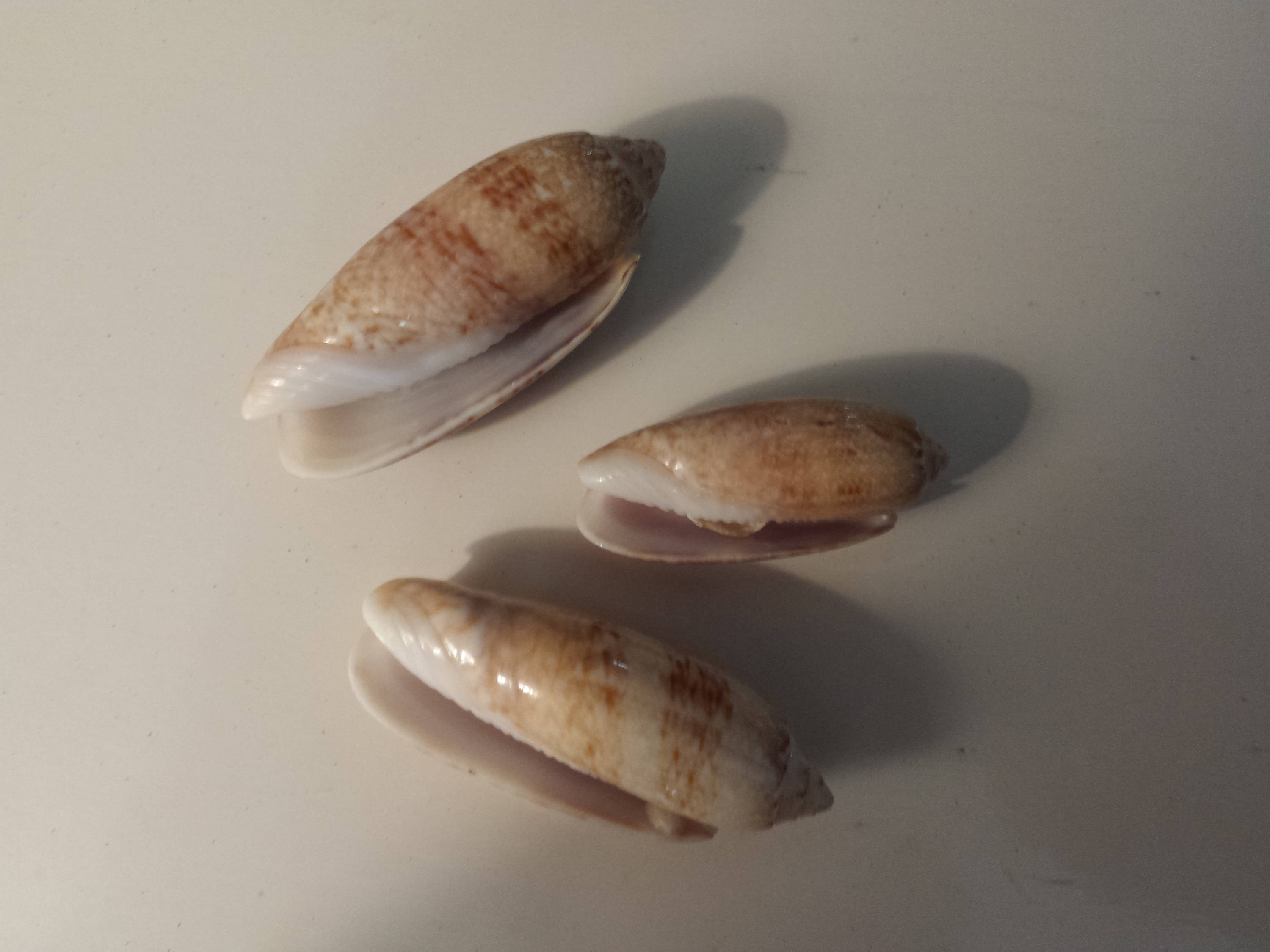 Lettered Olive Natural Seashells - Etsy