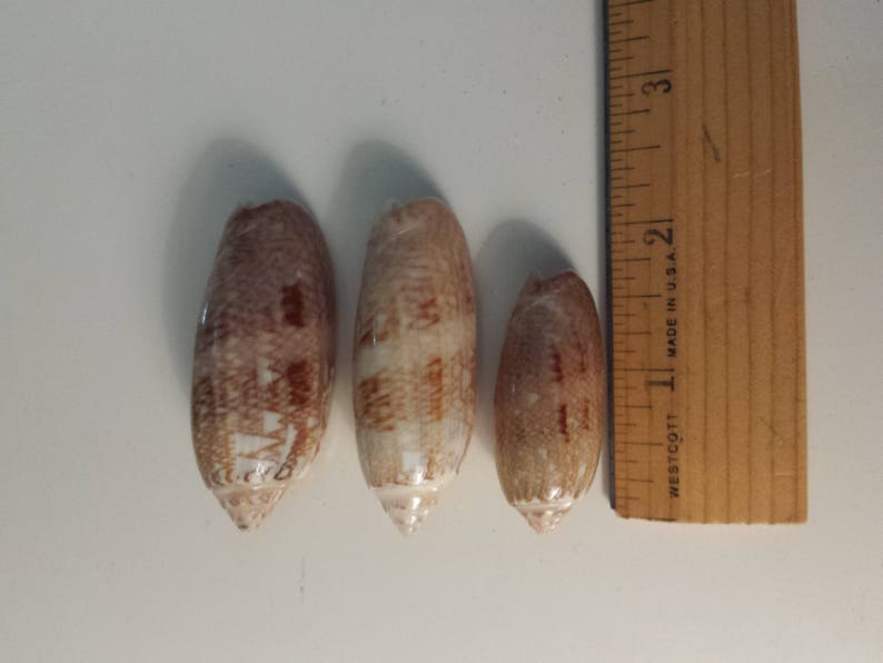 Lettered Olive Natural Seashells - Etsy