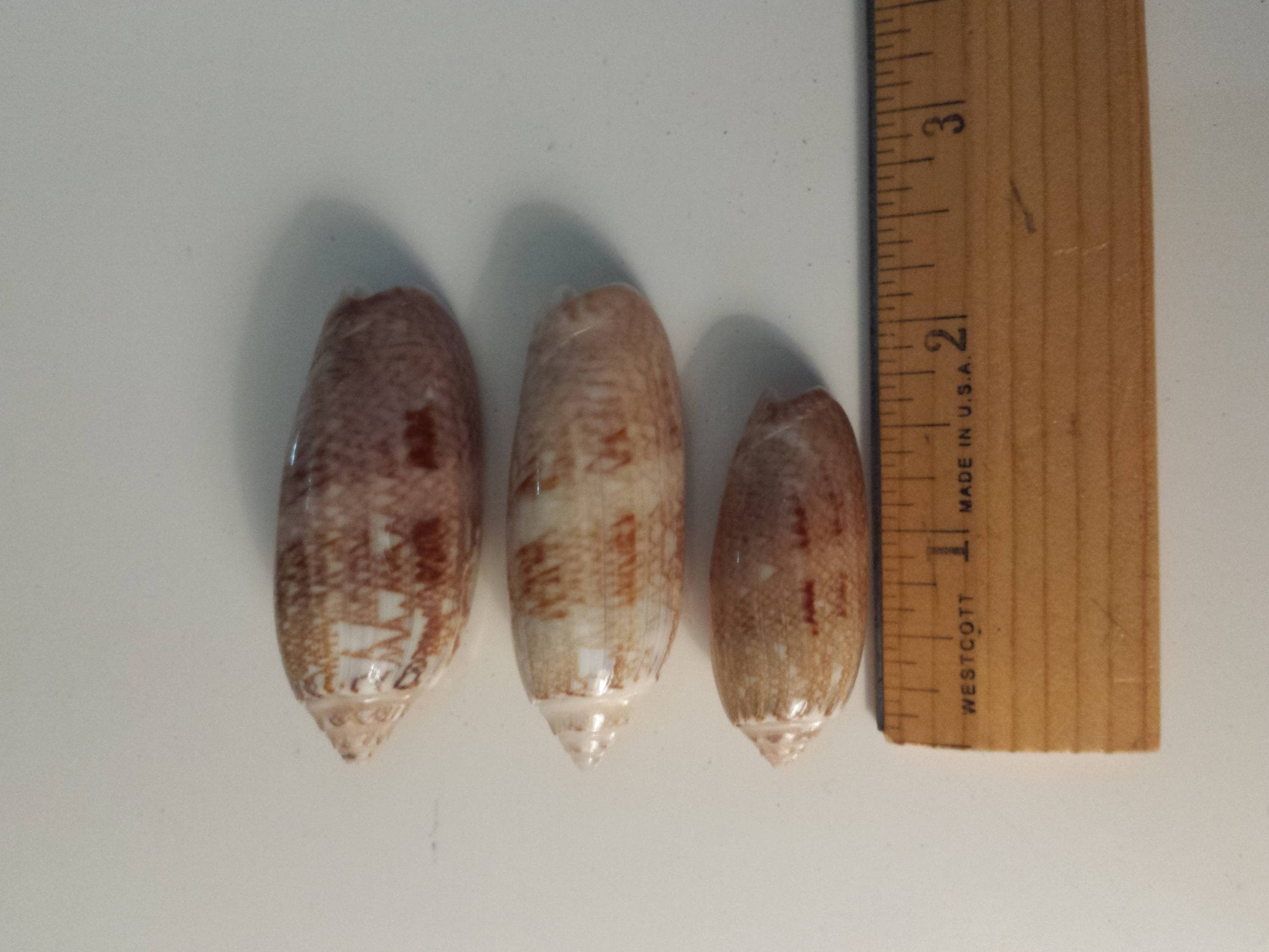 Lettered Olive Natural Seashells - Etsy