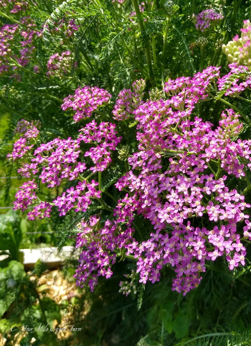 Pink Yarrow - Etsy