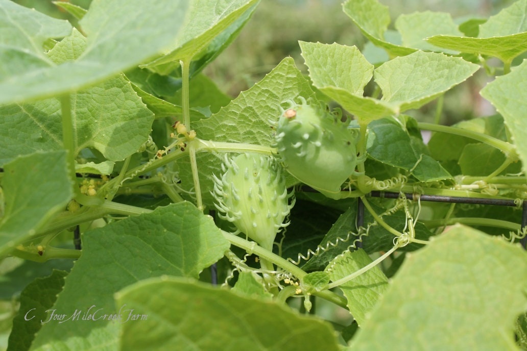Achocha bolivian Cucumber Seeds - Etsy
