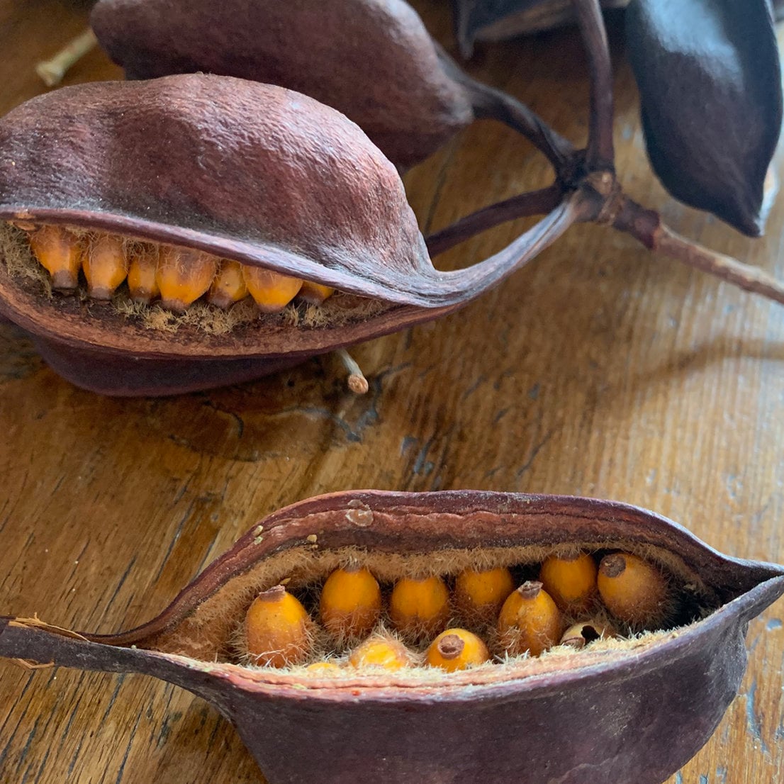 Branchychiton Kurrajong Tree Seed Pods for Crafts, Garlands, Ornaments ...