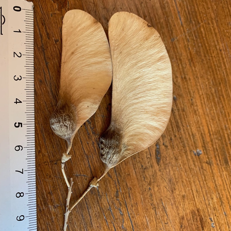Samaras, Seeds of Tipuana Tipu. for Craft Work or Rustic Decoration - Etsy