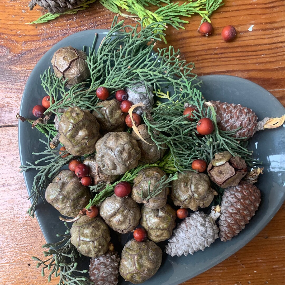 Cones and Pinecones Potpourri: a Mix of Pine, Cypress and Berries. for ...