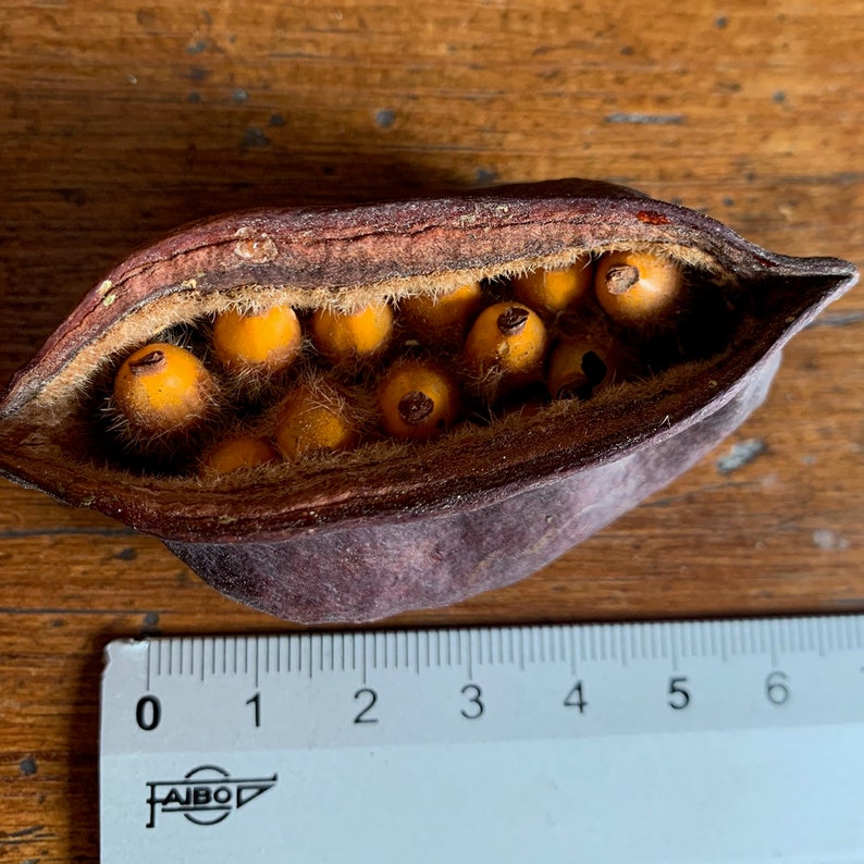 Branchychiton Kurrajong Tree Seed Pods for Crafts, Garlands, Ornaments ...