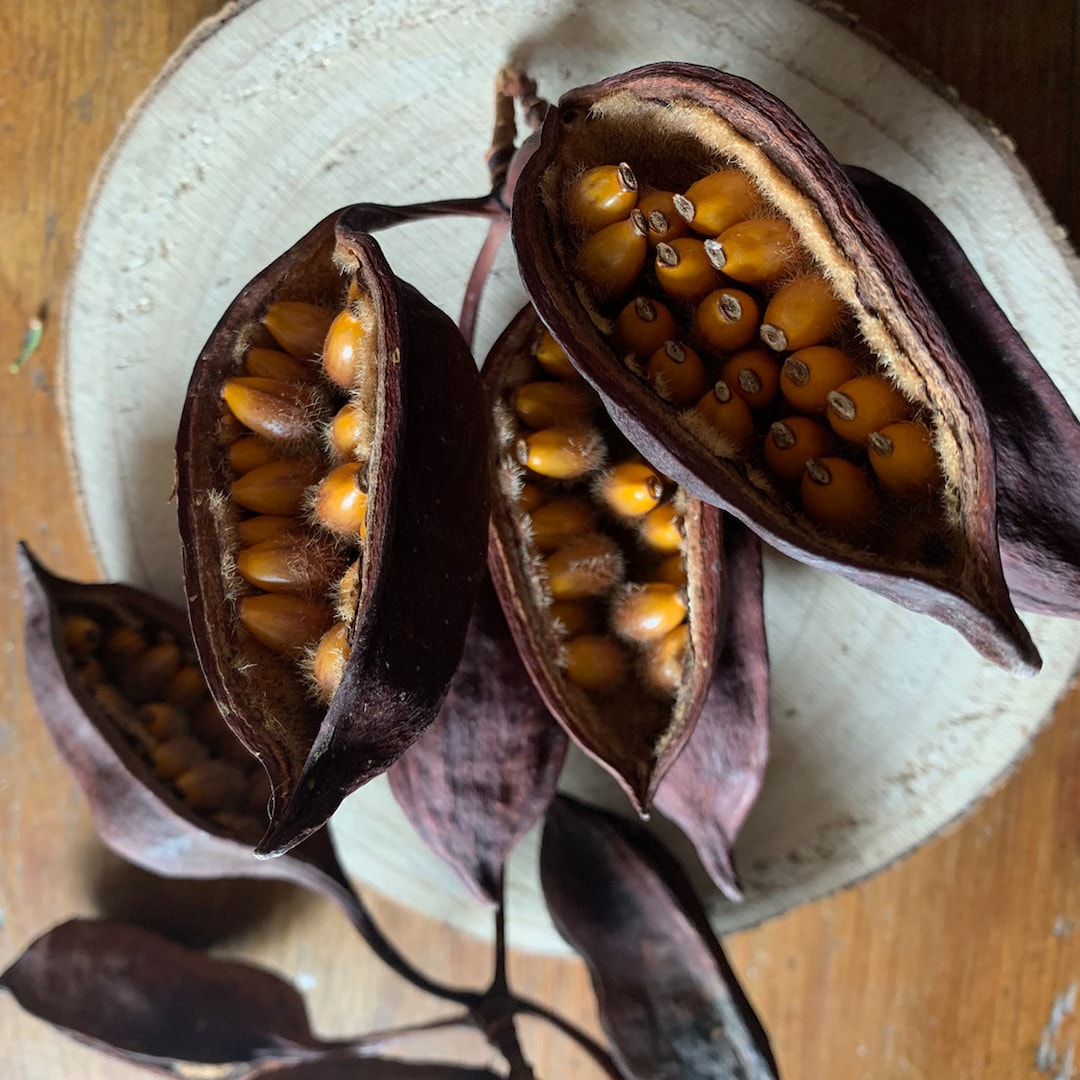 Branchychiton Kurrajong Tree Seed Pods for Crafts, Garlands, Ornaments ...