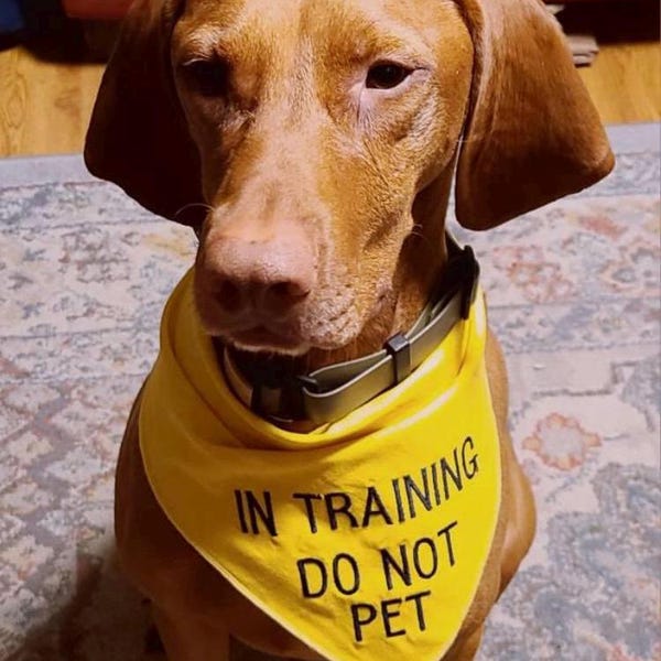 Do Not Pet Vest - Etsy