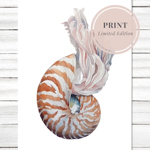 PRINT Limited Edition "nautilus", Shell, Sea, Giclée Print, Fine Art ...
