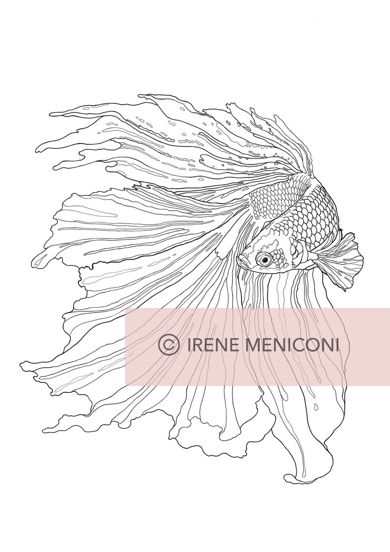 COLORING PAGE siamese Fighting Fish Betta Fish - Etsy