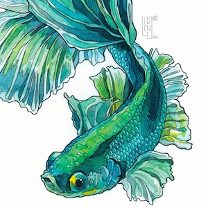 PRINT Limited Edition "green Siamese Fighting Fish", Giclée Print, Home ...