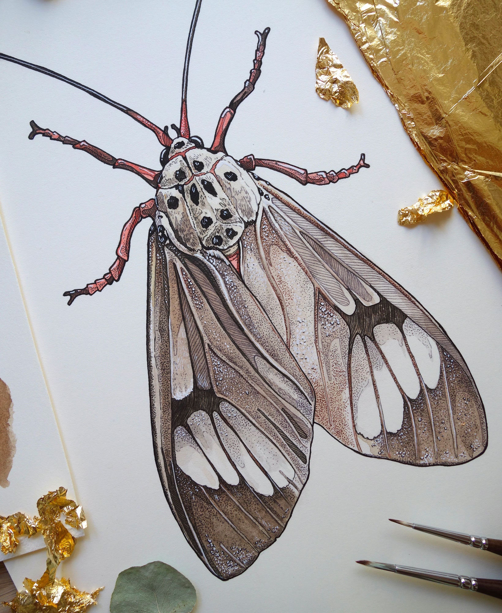ORIGINAL DRAWING amerila Astreus Moth Animal - Etsy
