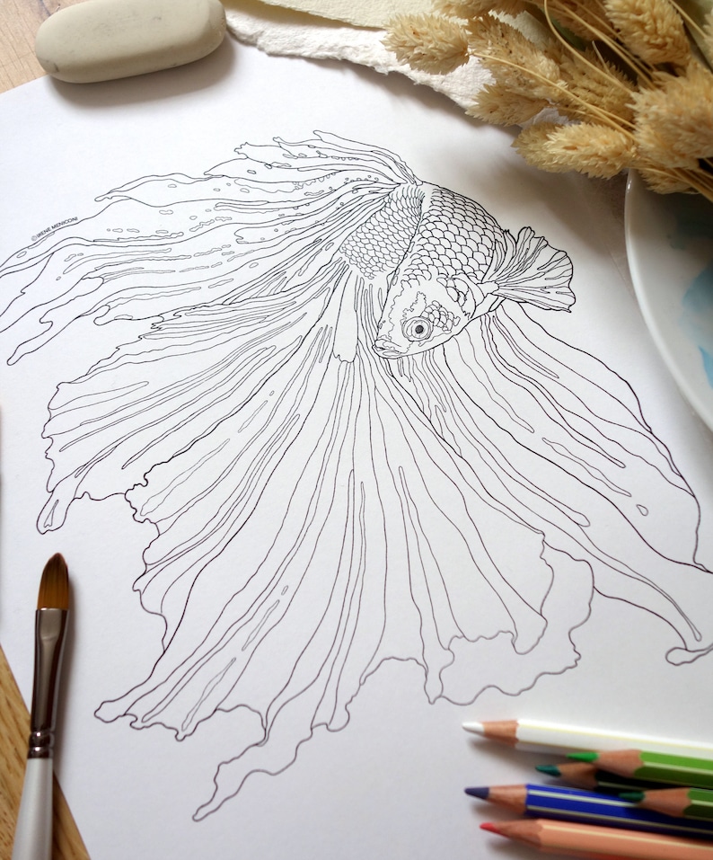 COLORING PAGE siamese Fighting Fish Betta Fish - Etsy