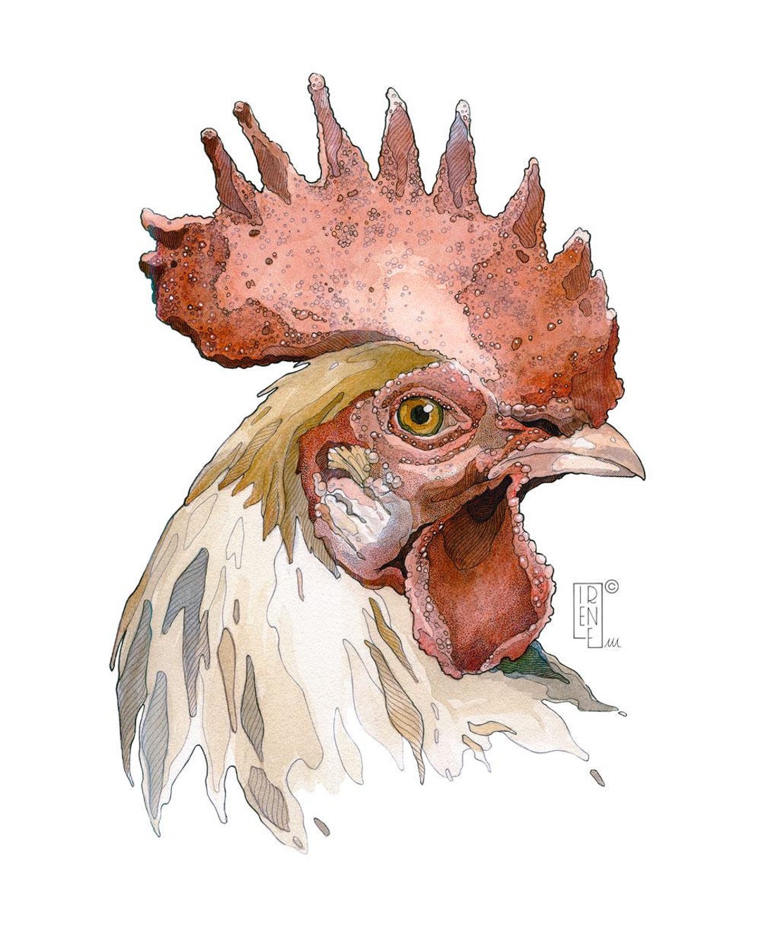 PRINT Limited Edition "pink Rooster", Bird, Giclée Print, Fine Art ...