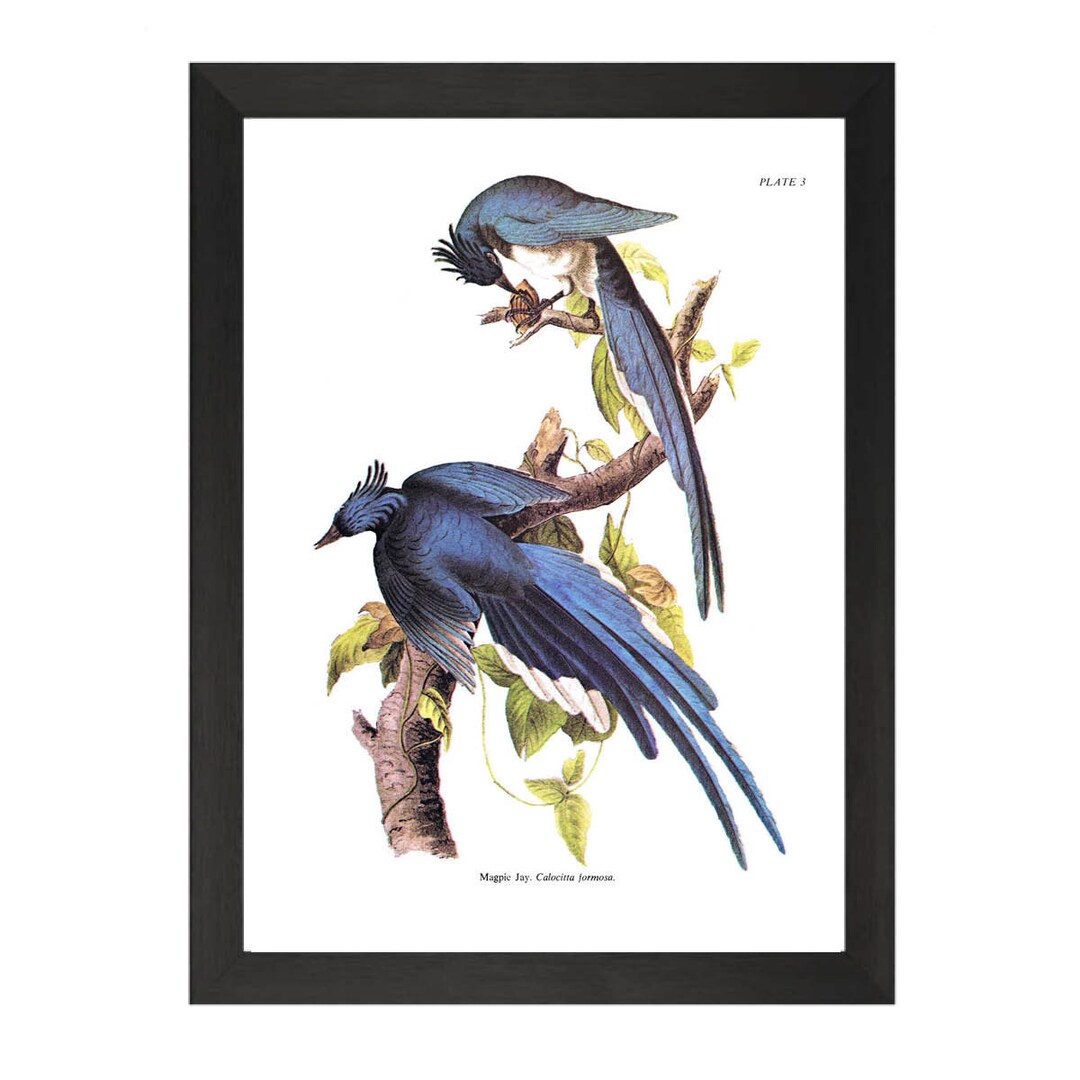 Bird Illustration Plate Magpie Jay Printable Download - Etsy