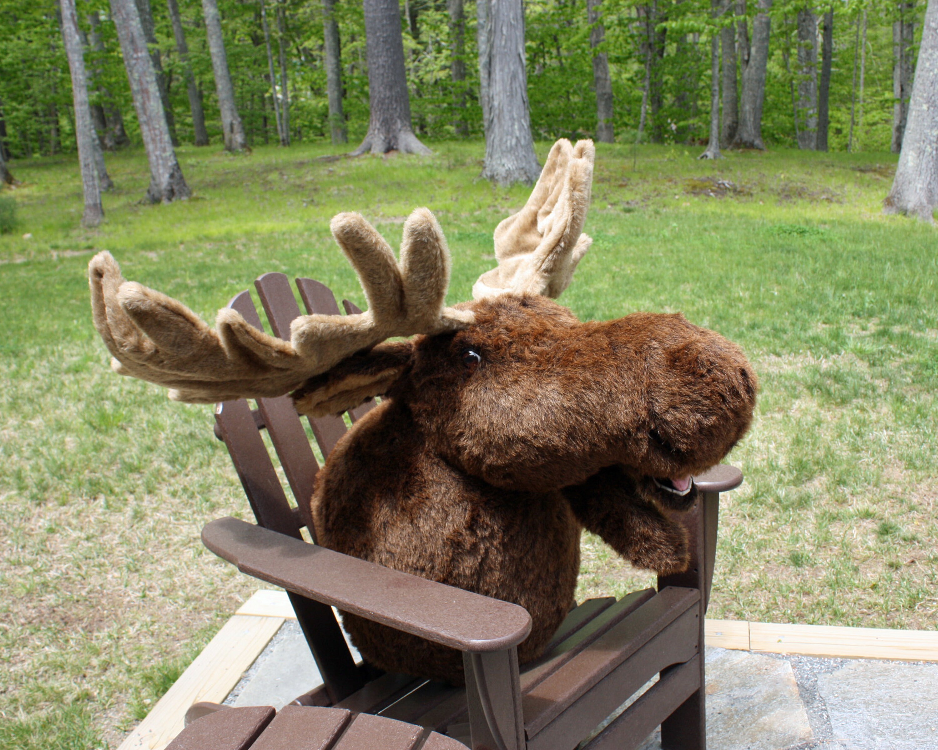 Plush Moose Head weston Largest Wall Mount - Etsy