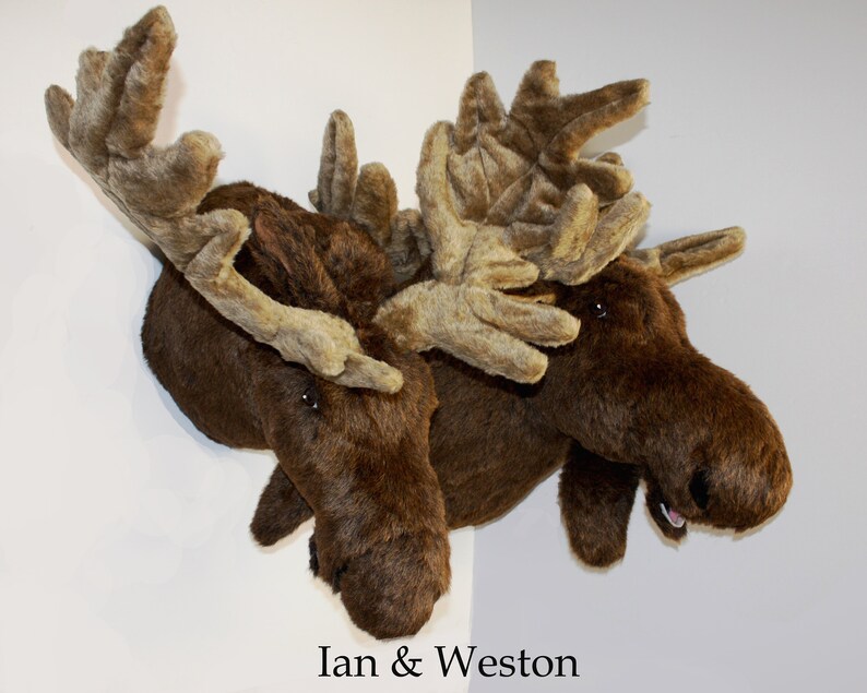 Plush Moose Head weston Largest Wall Mount - Etsy