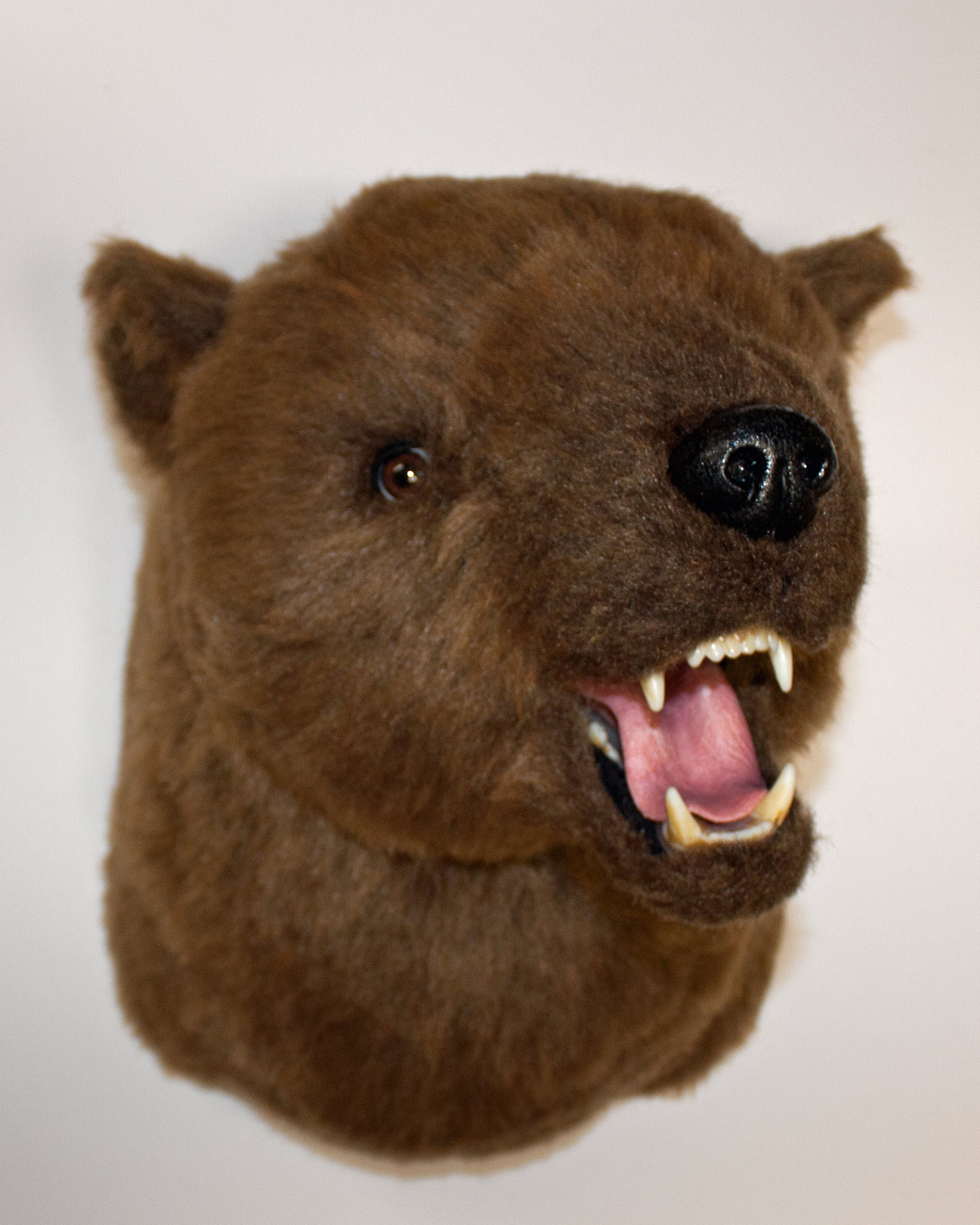 Grizzly Bear Head