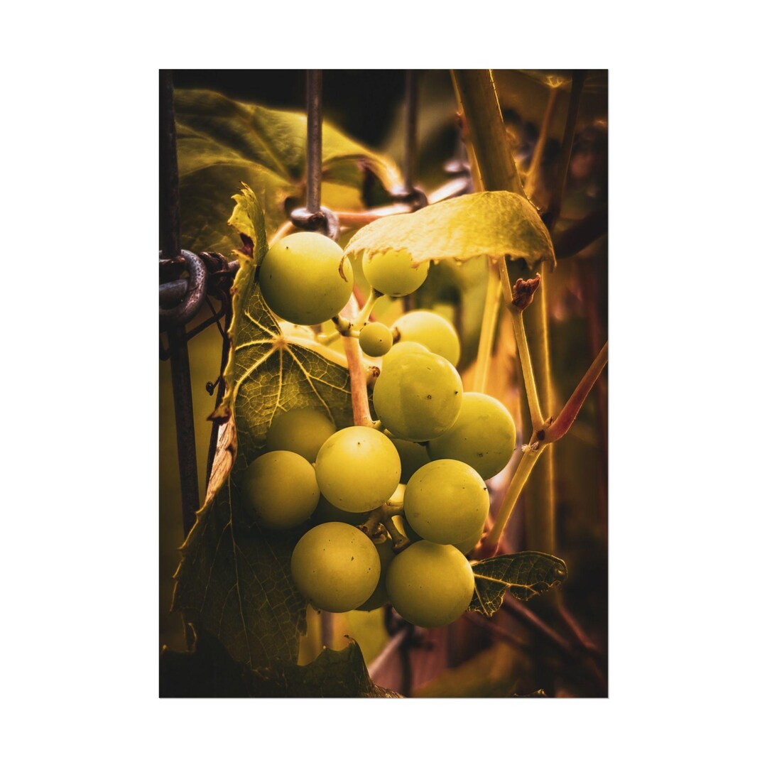 Poster Print, Grape Vine Wall Art Decor, Rustic Kitchen Decor ...