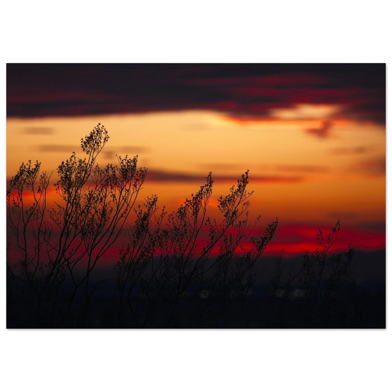 Creosote Bush Sunset Silhouette, Fine Art Giclée Print - Etsy