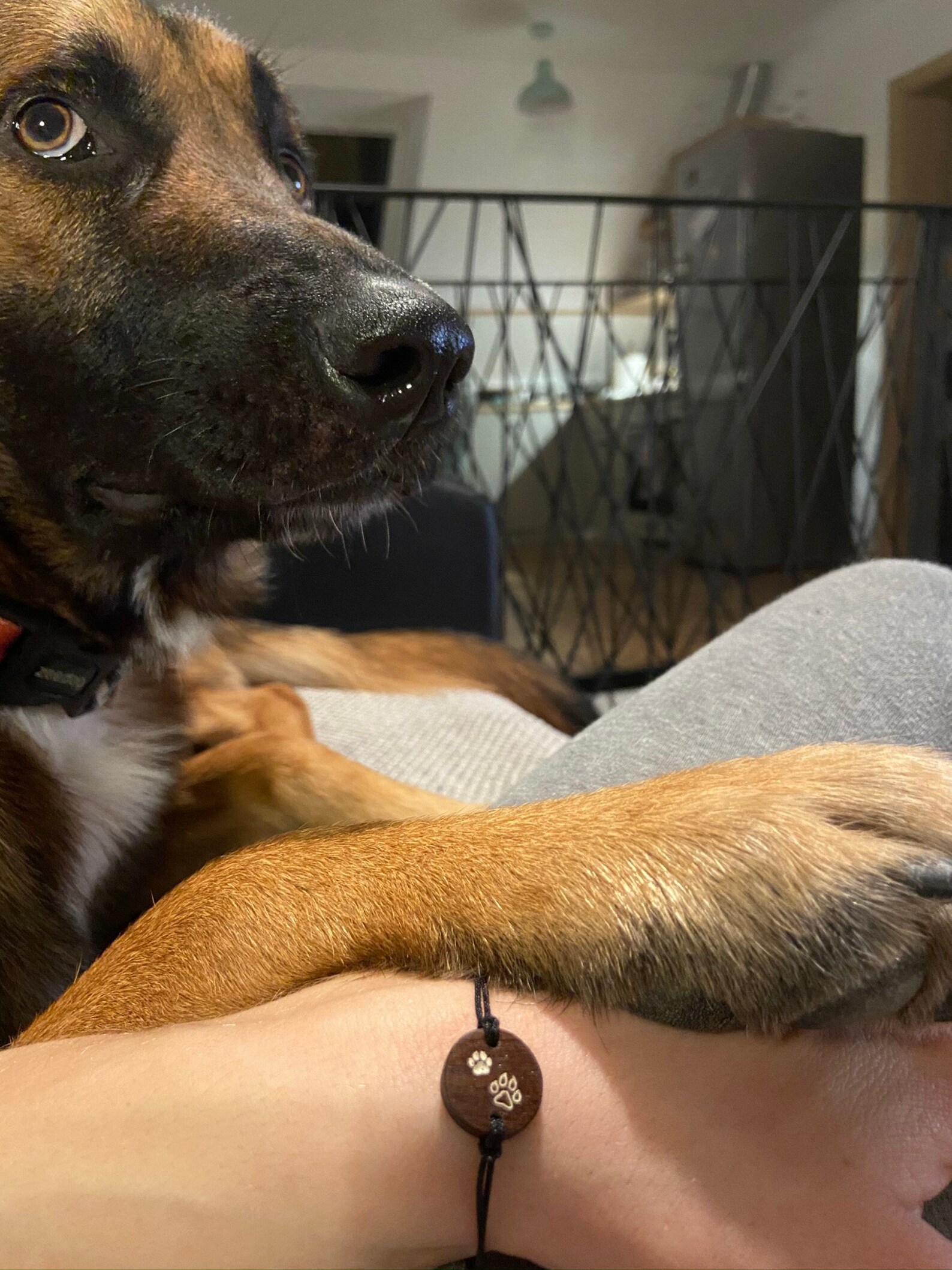 Pet Bracelet With Motivational Message/lucky Charm/paw/animal Lover ...