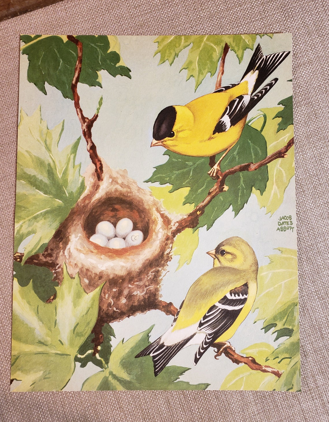 Original Vintage BIRDS Print Goldfinch 1942 Birds at Home | Etsy
