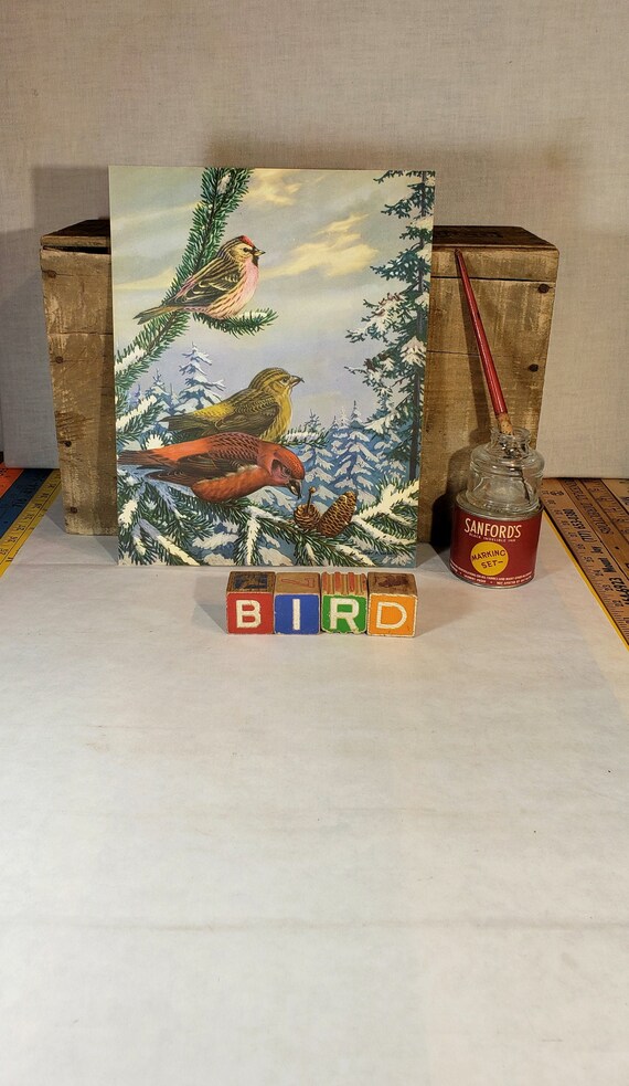 Original Vintage BIRDS Print American Crossbill and Redpoll | Etsy