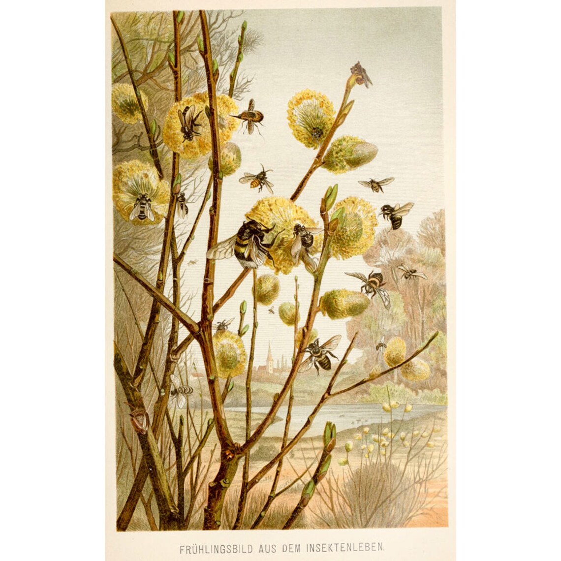 Vintage bee prints honey bee postcard bumblebee art prints | Etsy