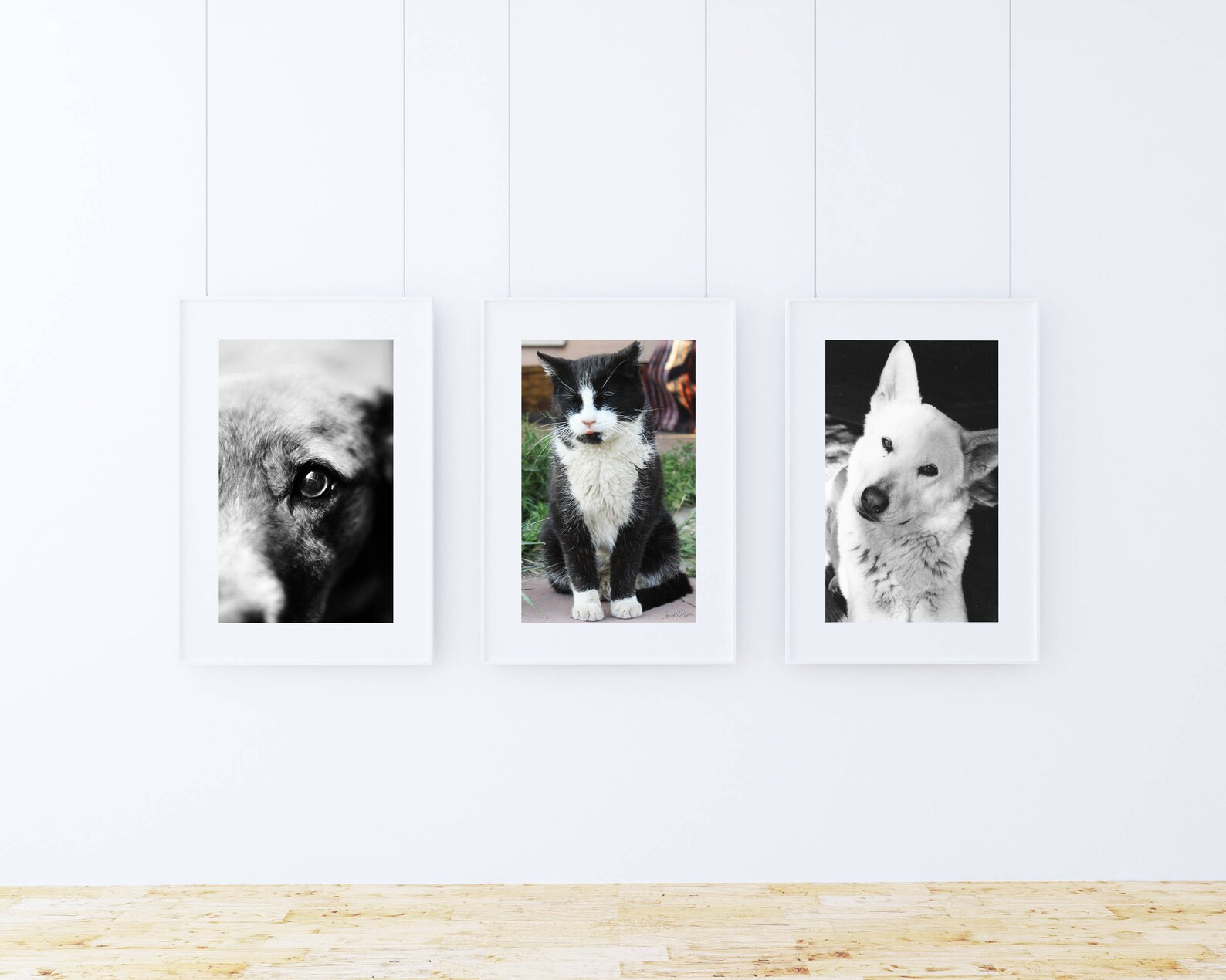 Feral Cat Photography, Color Photo, Veterinary Art, Wall Art Print ...