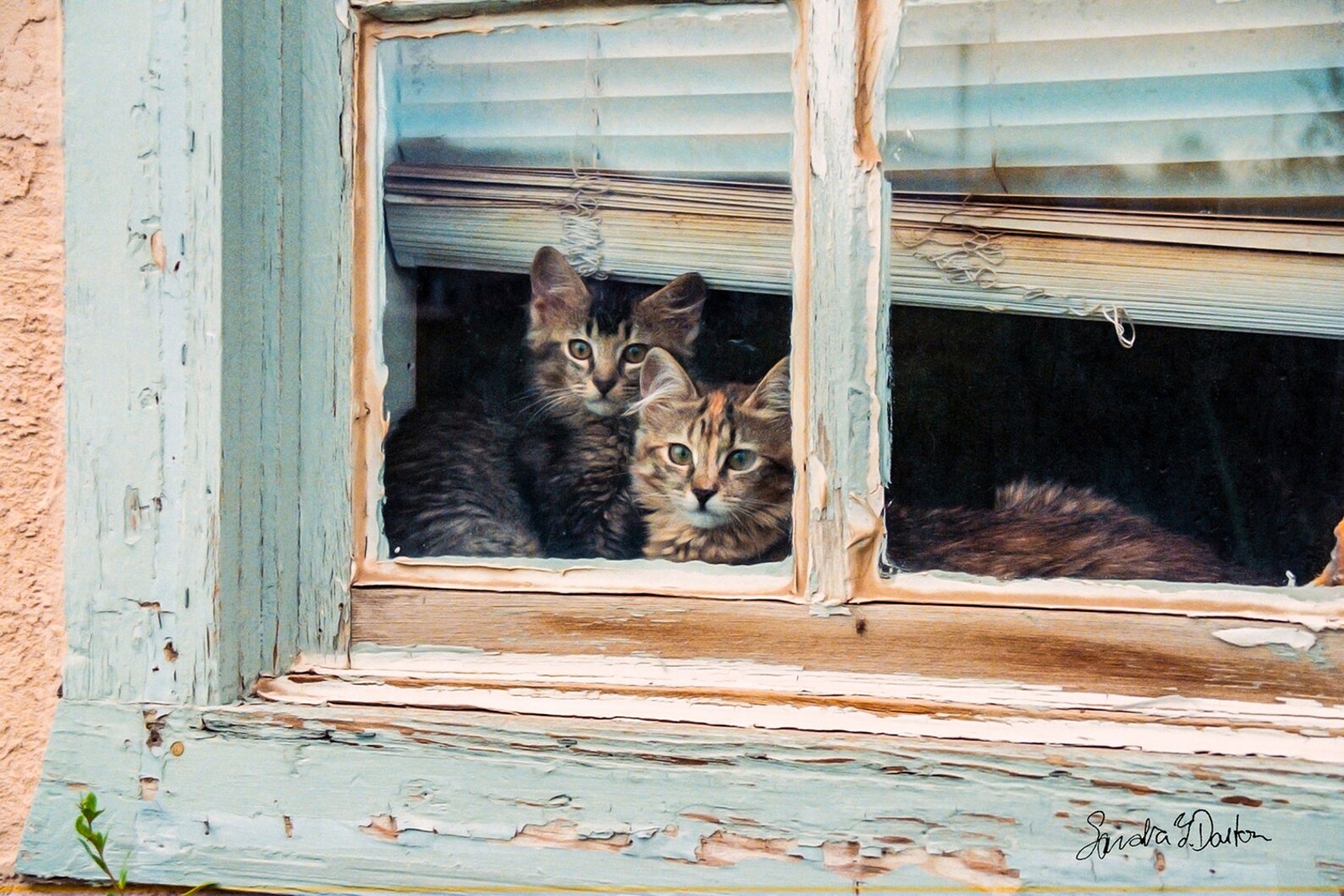 Kittens in Window, Color Kitten Photo, Digital Download, Printable Wall ...