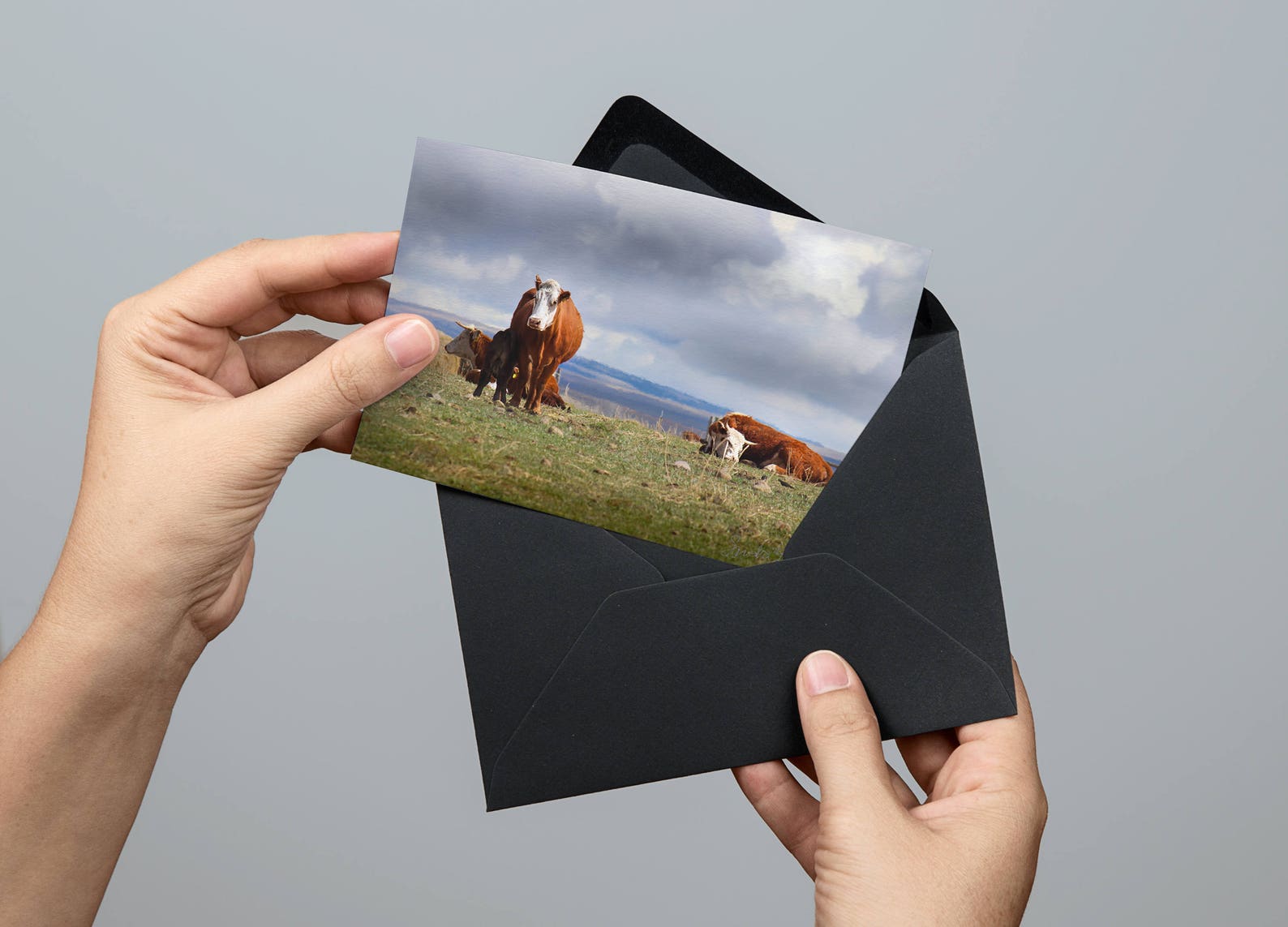 Cow Photo, Printable Cow Note Cards, Wall Art, Cow Art, Instant ...