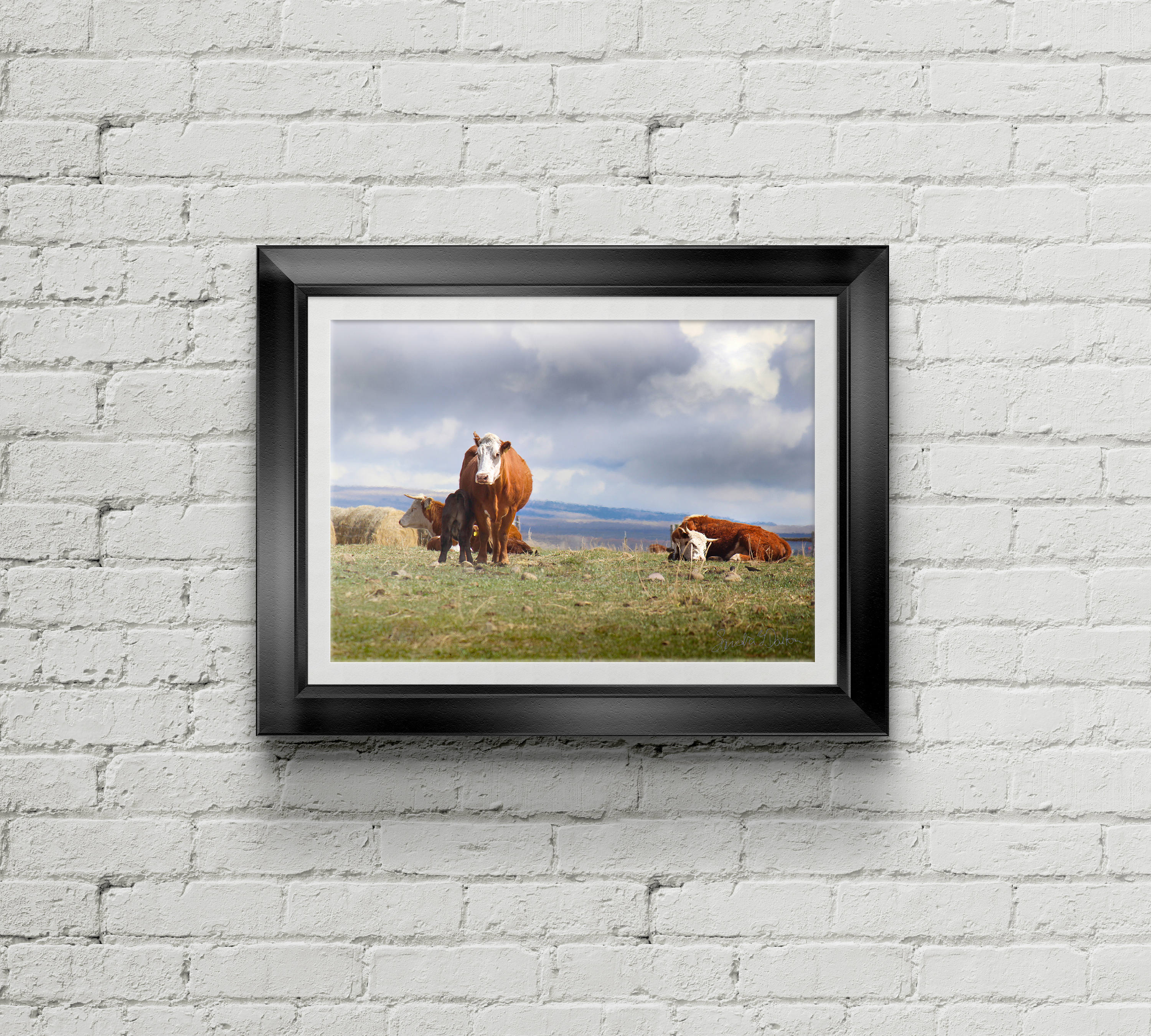 Cow Photo, Printable Cow Note Cards, Wall Art, Cow Art, Instant ...